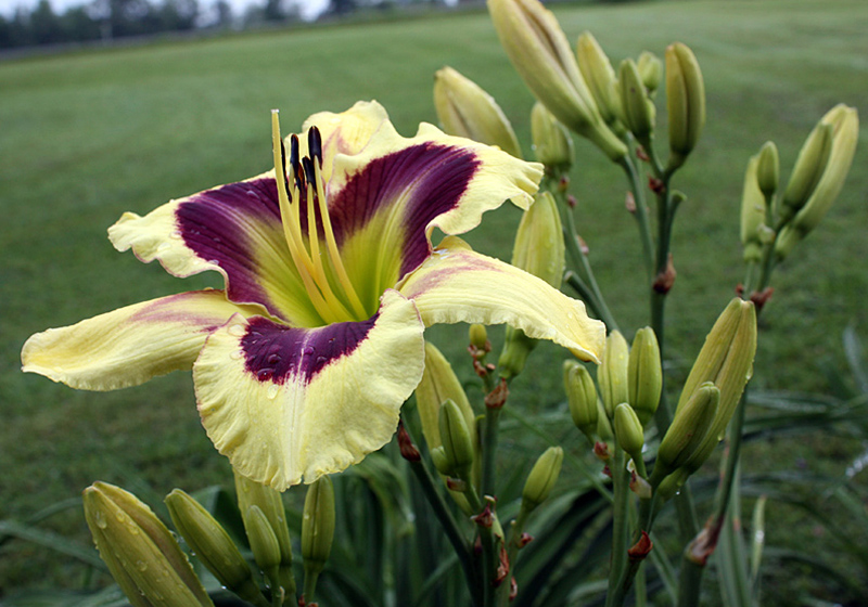 Daylily: Heavenly Explosion