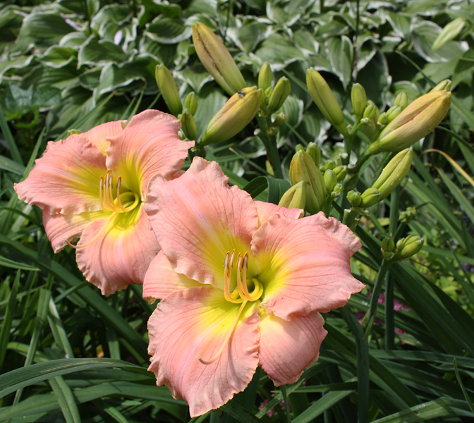 Daylily: Jade Princess