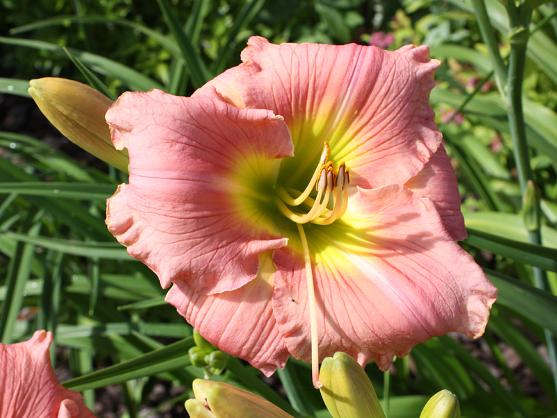 Daylily: Jade Princess