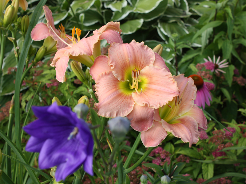 Daylily: Jade Princess