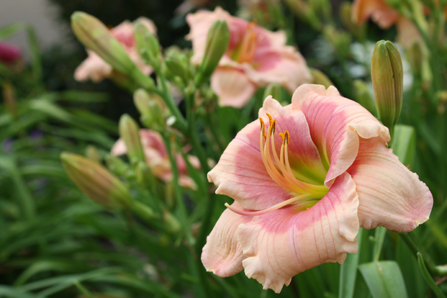 Daylily: Janice Brown