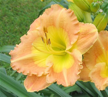 Daylily: Mary Ruffin