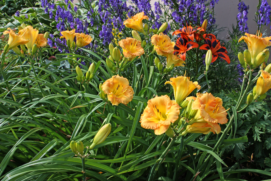 Daylily: Mary Ruffin