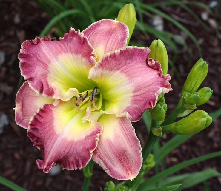 Daylily: Royal Blend
