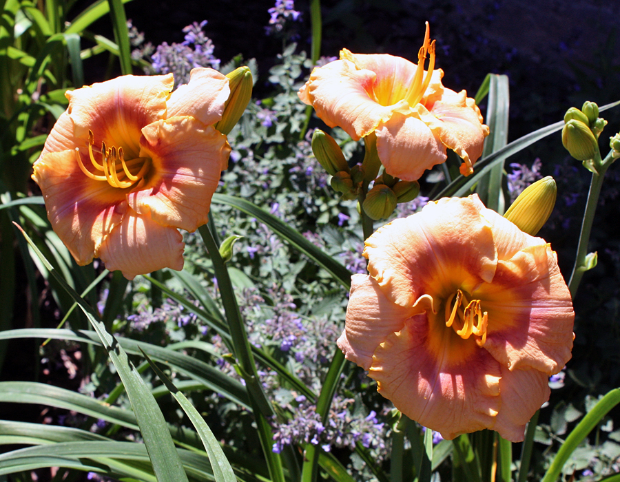 Daylily: Spirit Zone