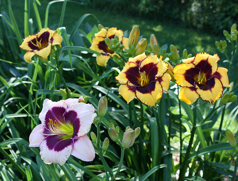 Daylily: Sun Panda