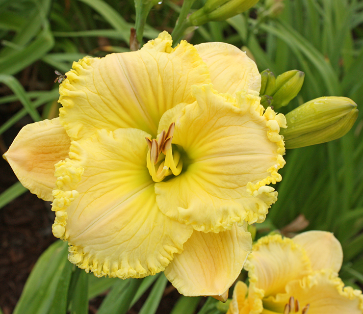 Daylily: Sunny Ridge